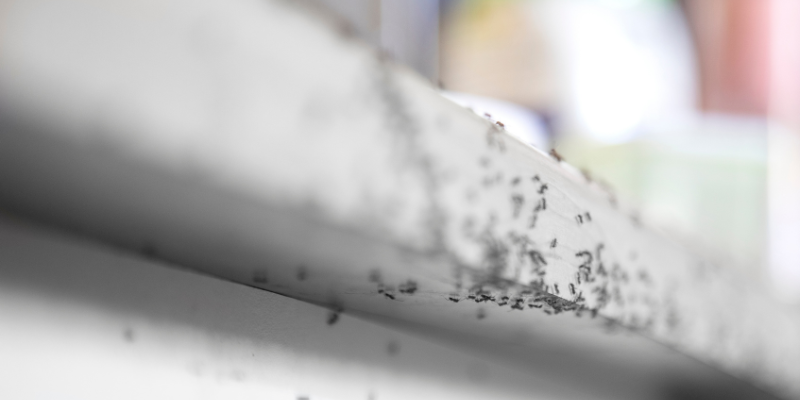 How to Spot + Prevent Ants Around Your Home